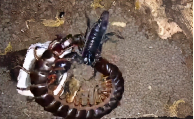 Centipede vs. viper!The duel between the five poisons, even if the ...