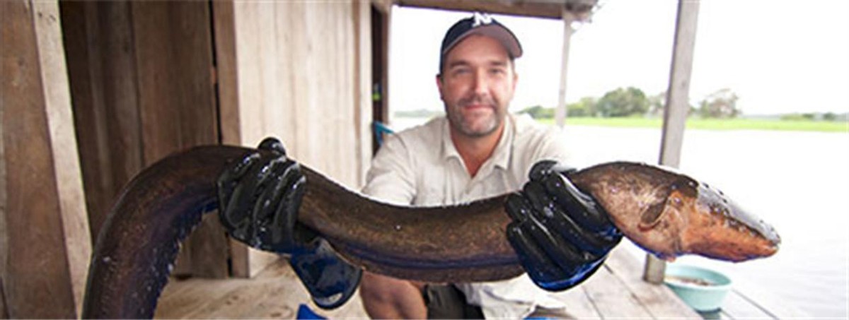 "Electric eel" is obviously a fish, what makes the "electric current ...