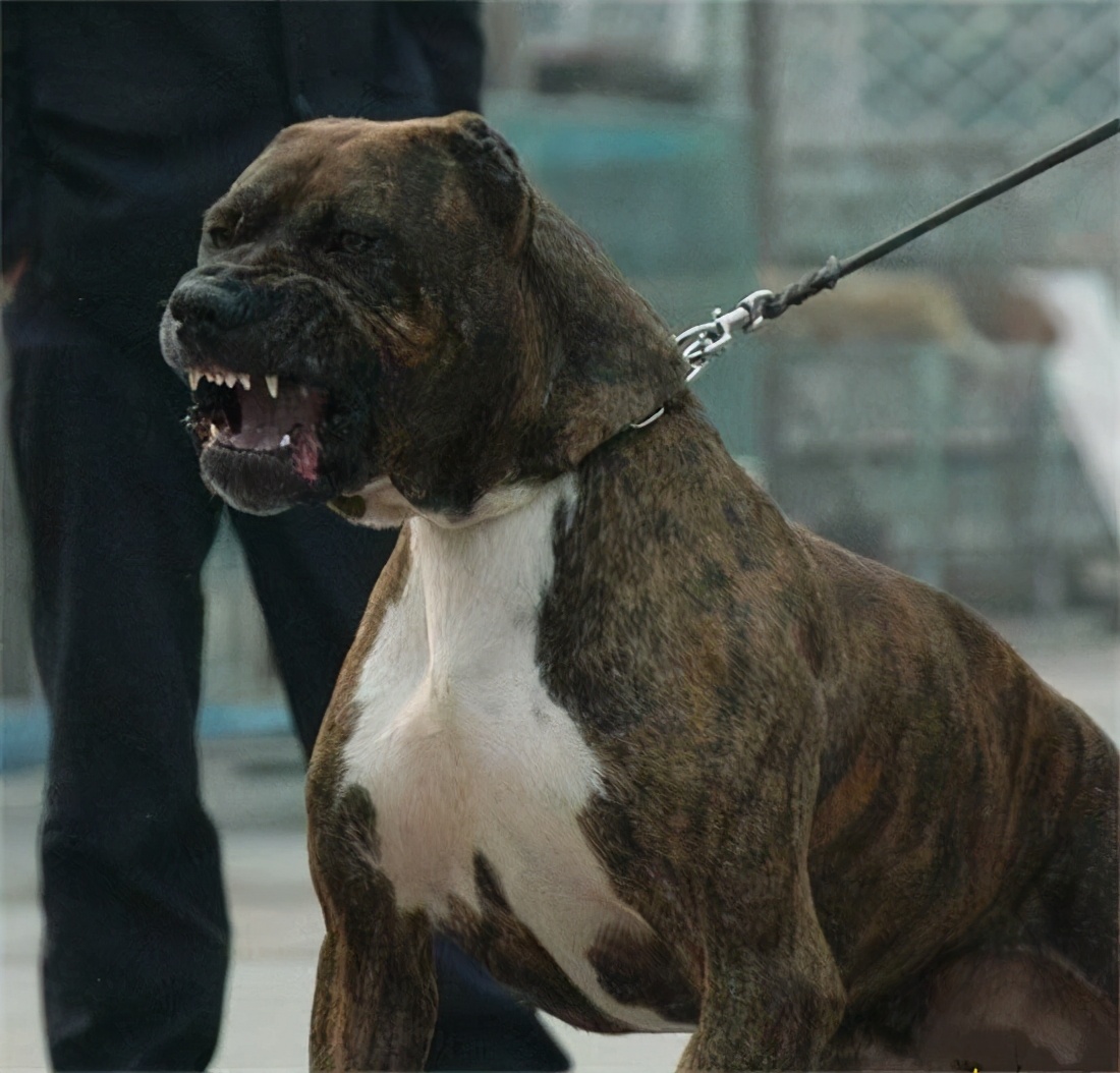 These 4 kinds of dogs, known as the "four evil spirits in the dog ...