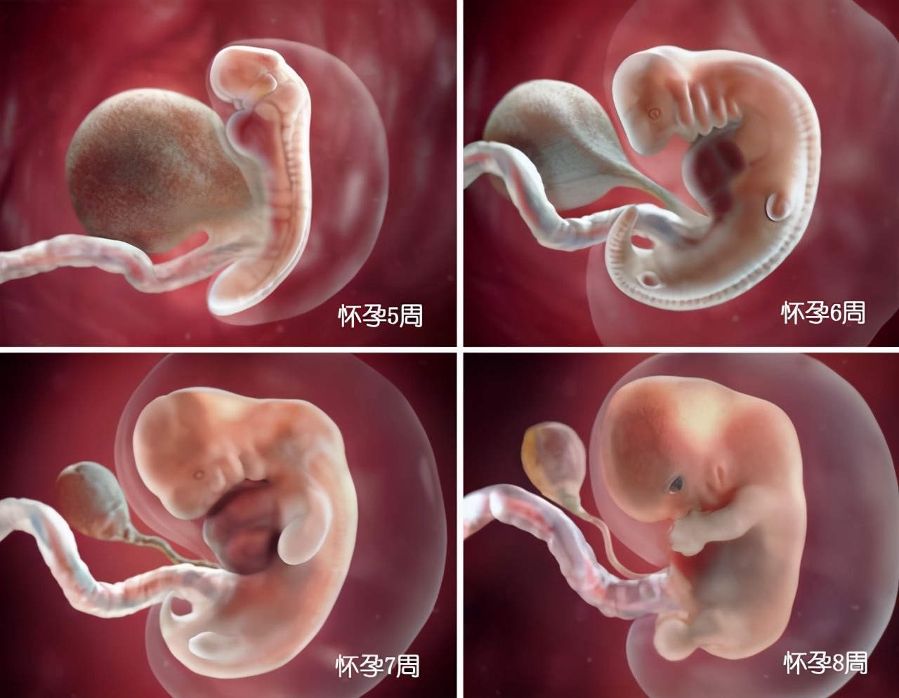 40-week fetus transformation: from 0.5 cm fertilized egg to 50 cm baby ...