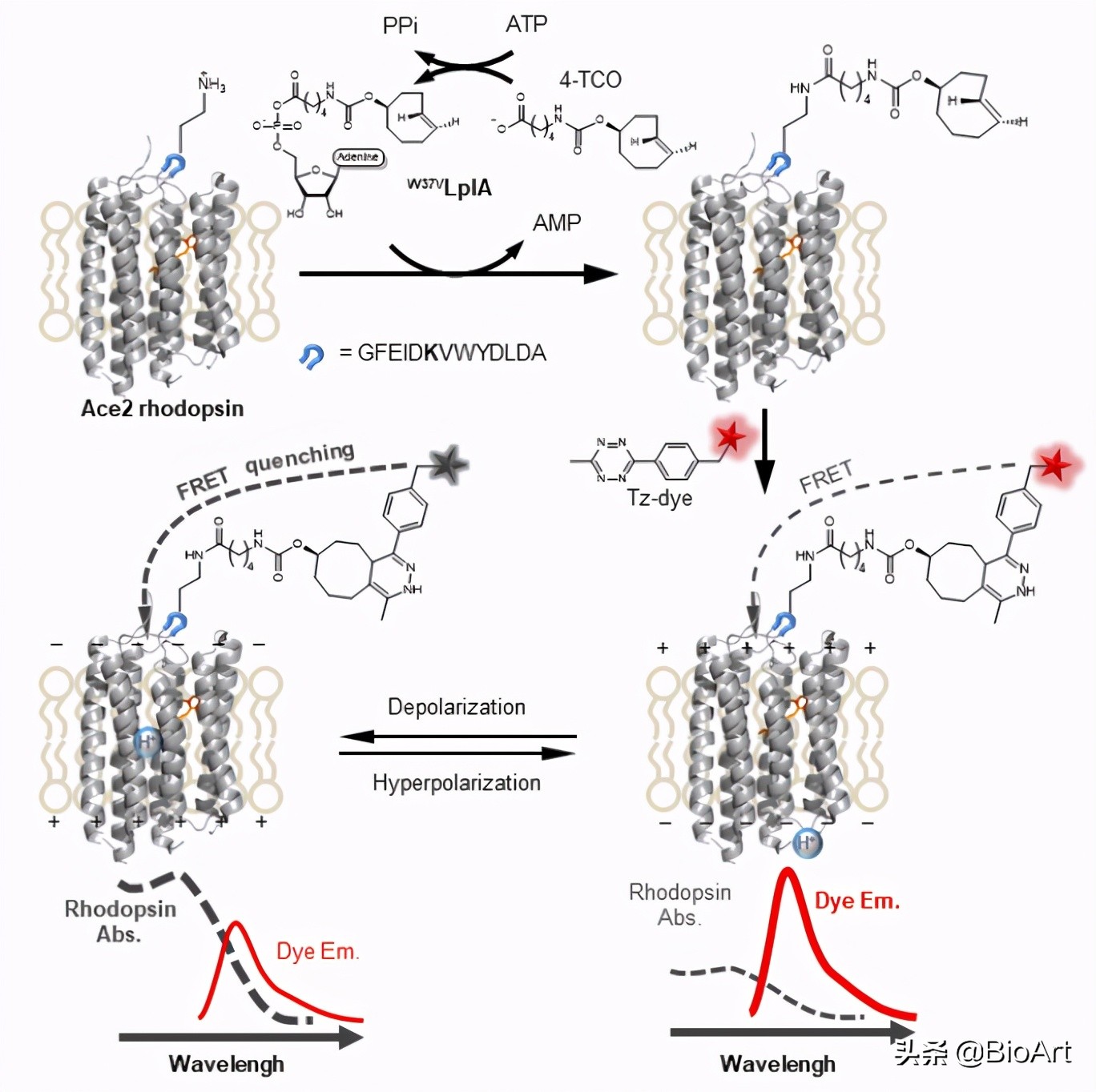 Zou Peng/Chen Peng cooperated in the development of membrane potential ...