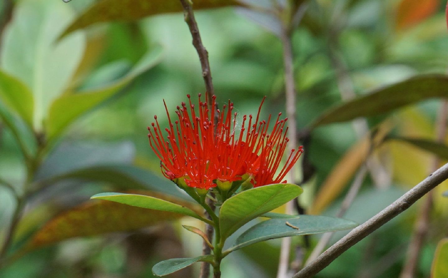 Young roseapple Xanthostemon youngii, Myrtle family Myrtle - iNEWS