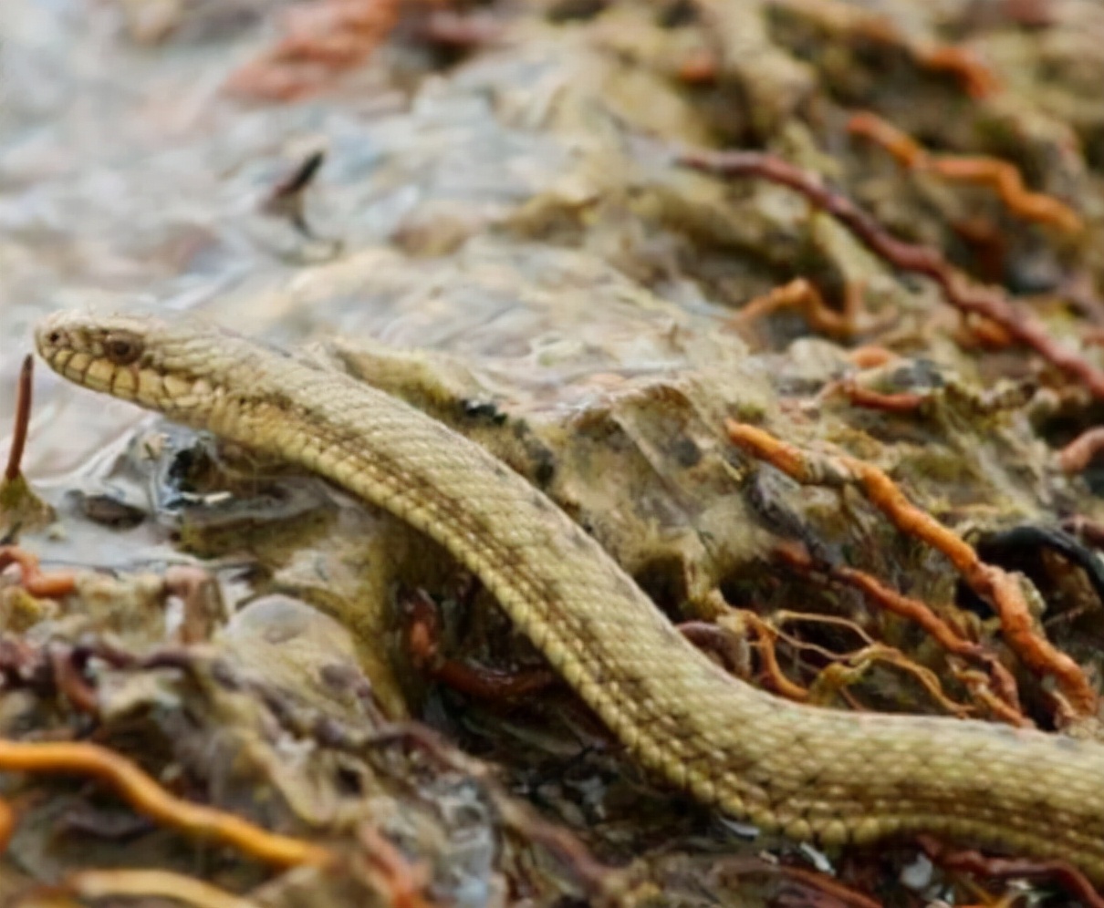Hot Spring Snake: "Survivor" in Adversity! Unique to China?Only ...