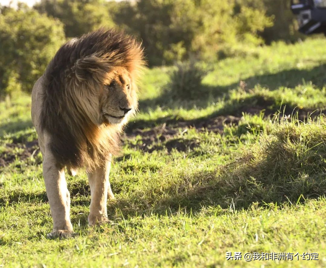 How "Scar" became the greatest lion in the Masai Mara - iNEWS