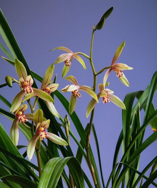 "18 kinds" of orchids with frequent flowers and seedlings, inexpensive ...