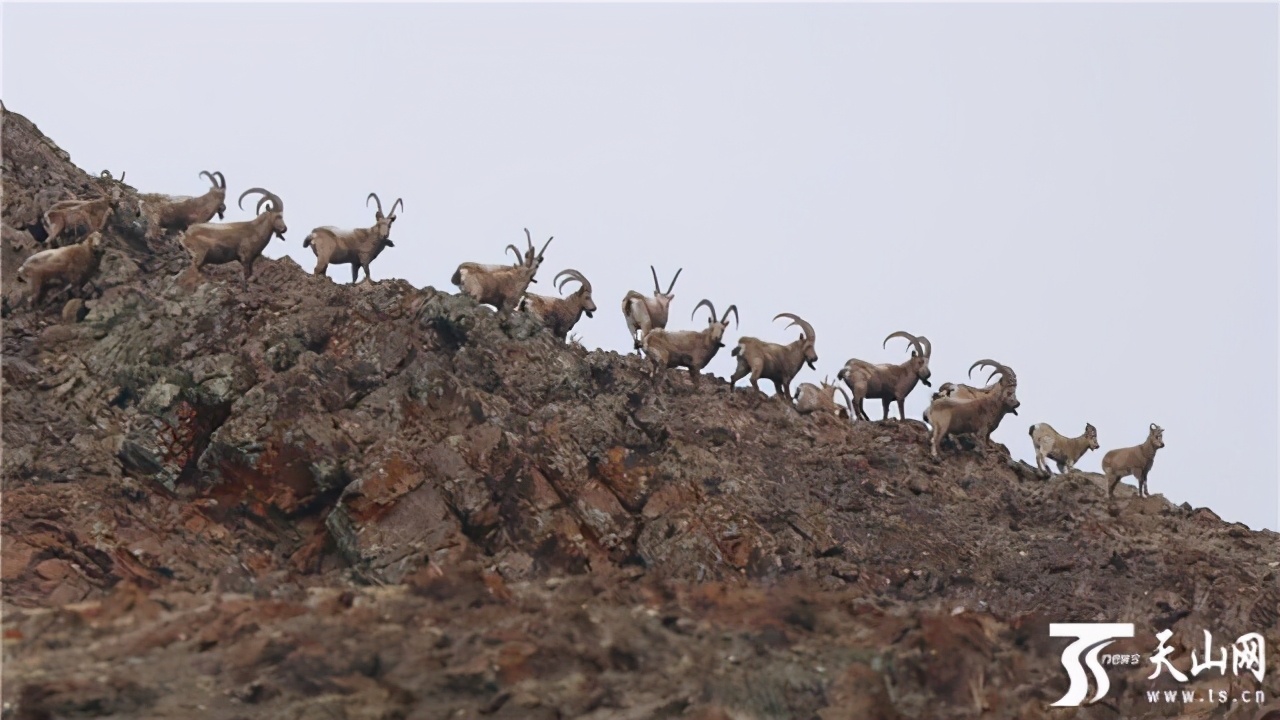 Xinjiang is the world of sheep, 2 kinds of wild sheep are too rare and ...
