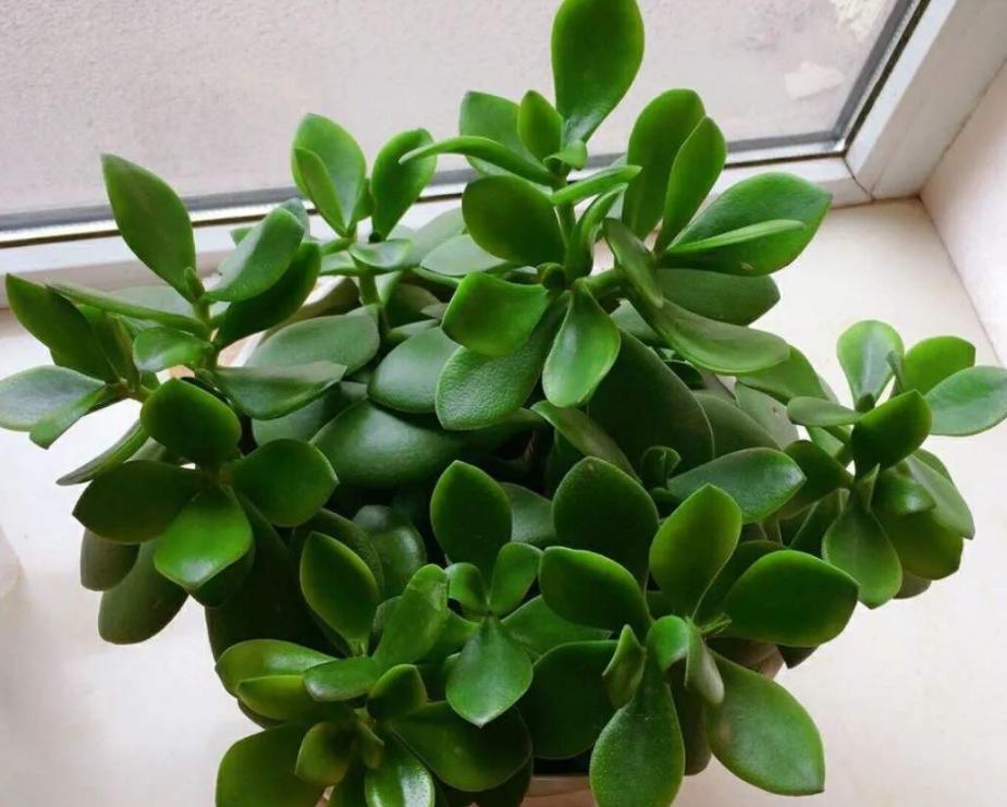In winter, if you want to grow yushu in a potted plant with lush green ...