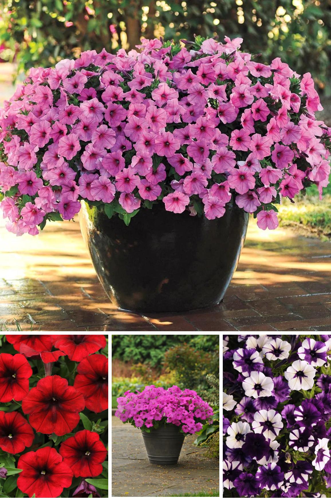 Petunia, the king of popcorn, meets the colorful combination of fun ...