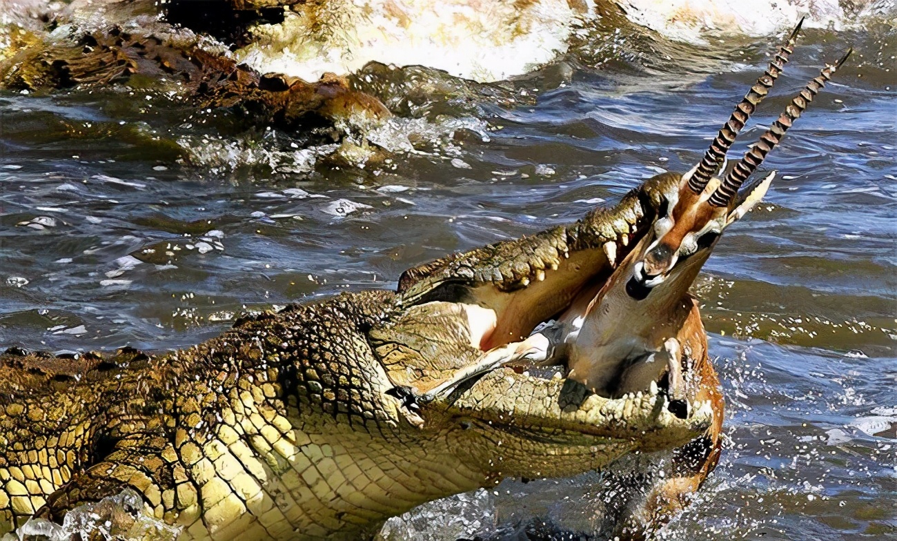 How horrible is the crocodile's "roll of death"?Will following the ...