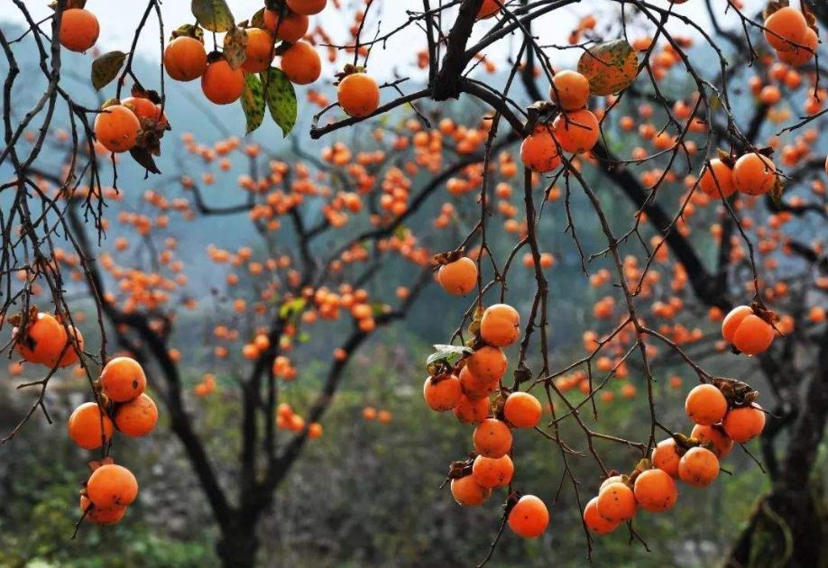 The persimmons are already red in the deep autumn. Twenty ancient poems ...