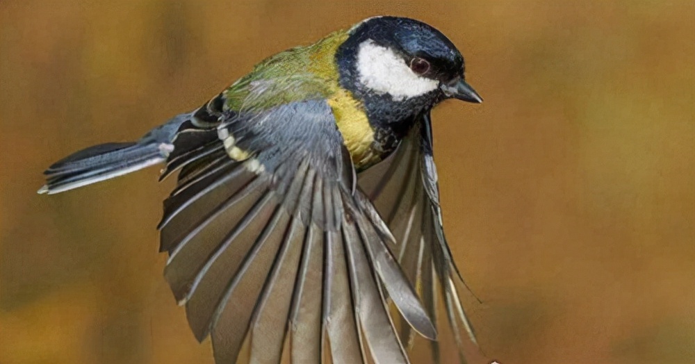 The most evil animal in the world-zombie bird - iNEWS