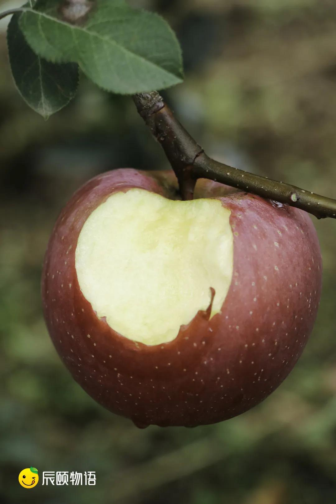 The Story of Chenyi: Ugly Apples in Zhaotong, Yunnan - iNEWS