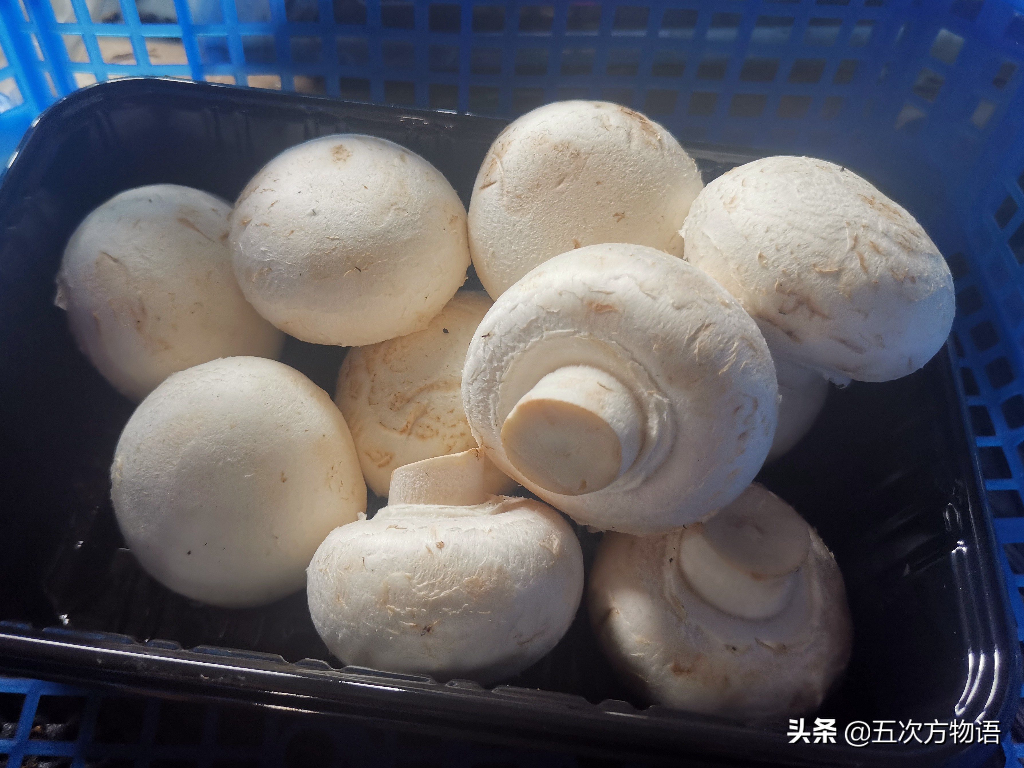 Summary of Vegetable Market Fungi - iNEWS