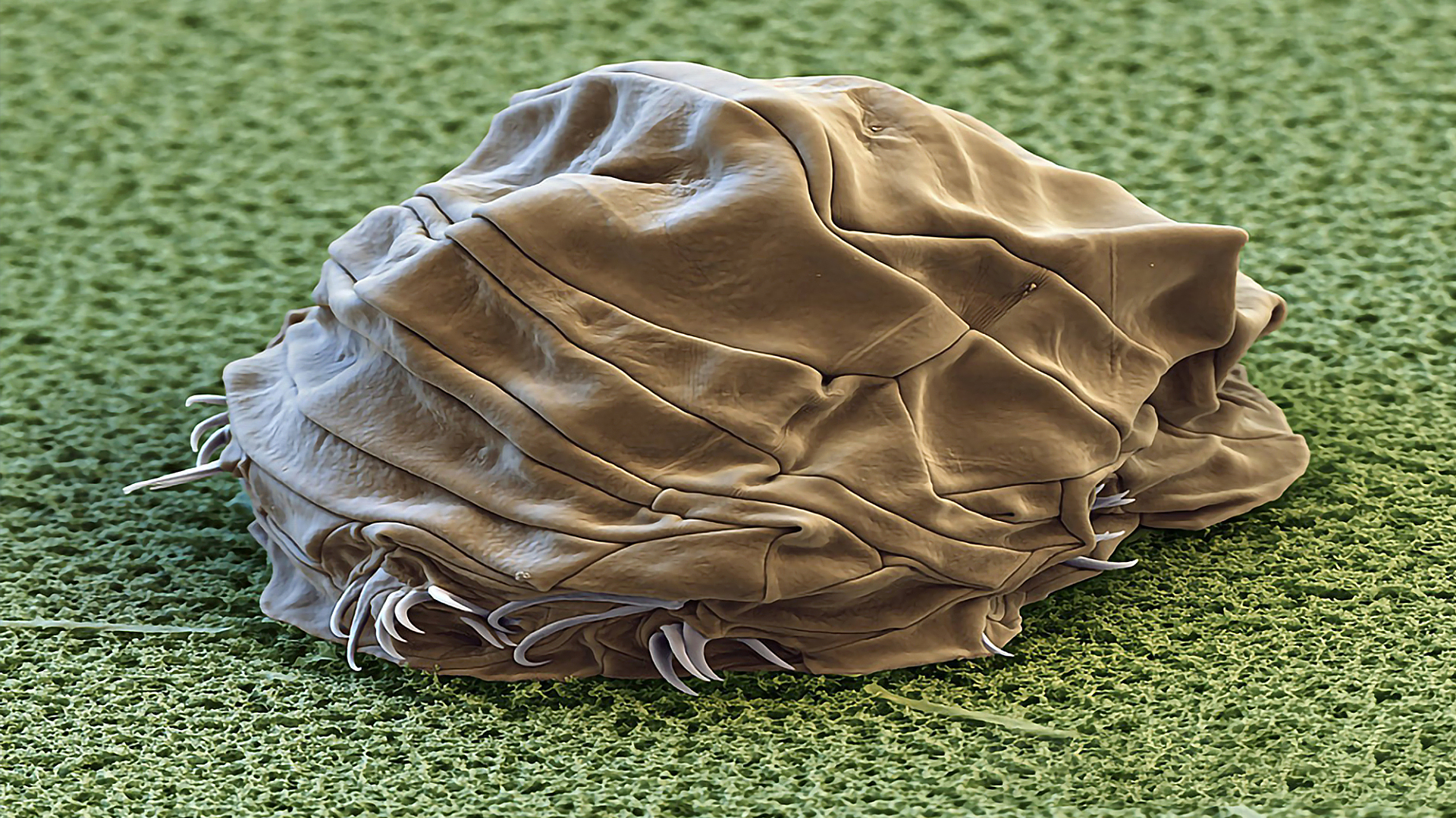 The most tenacious creature on earth: it can survive even in outer ...