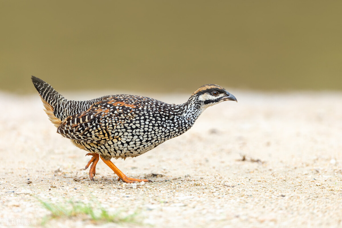 What exactly does Xin Qiji's "Wearing Partridge in the Deep Mountains ...