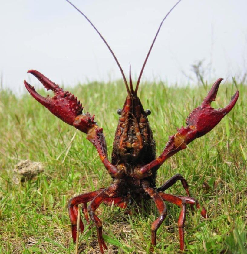 Be vigilant, crayfish spread to 19 provinces, and the human-to-shrimp ...