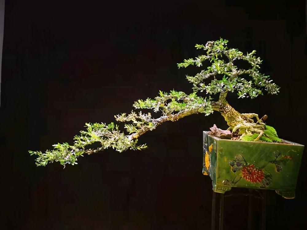 The second type of protected plant Luo Hanong, the price is high, and a ...