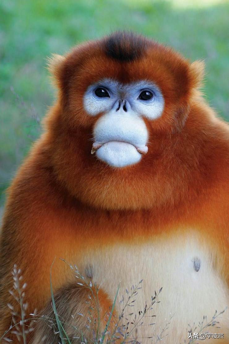 The three most beautiful golden monkeys in China is the Yunnan golden ...