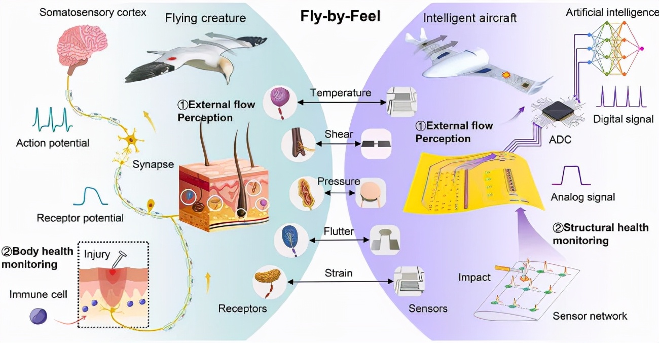 Bionic smart skin to realize multi-functional flight perception - iNEWS