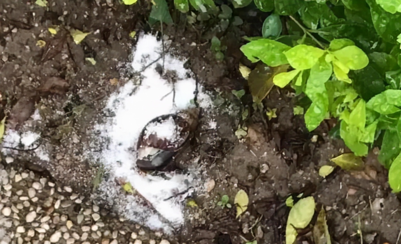 The Hong Kong doctor who threw salt on snails was arrested. What ...