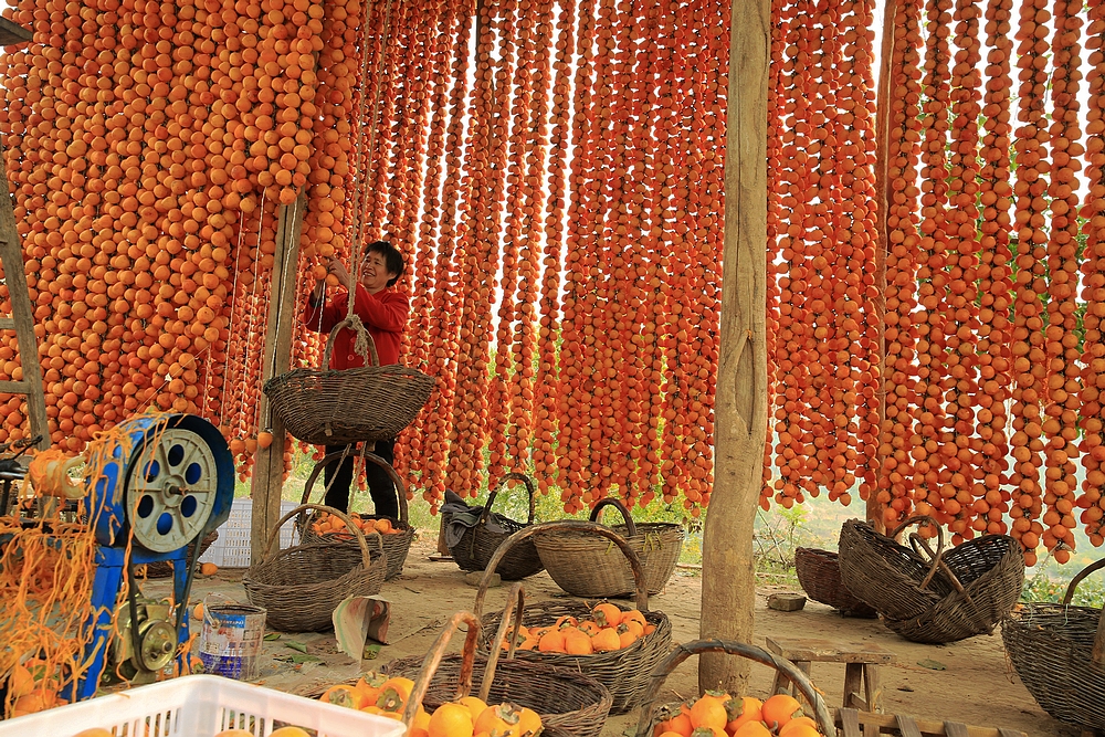 A glimpse of the golden persimmon and persimmon village - iNEWS