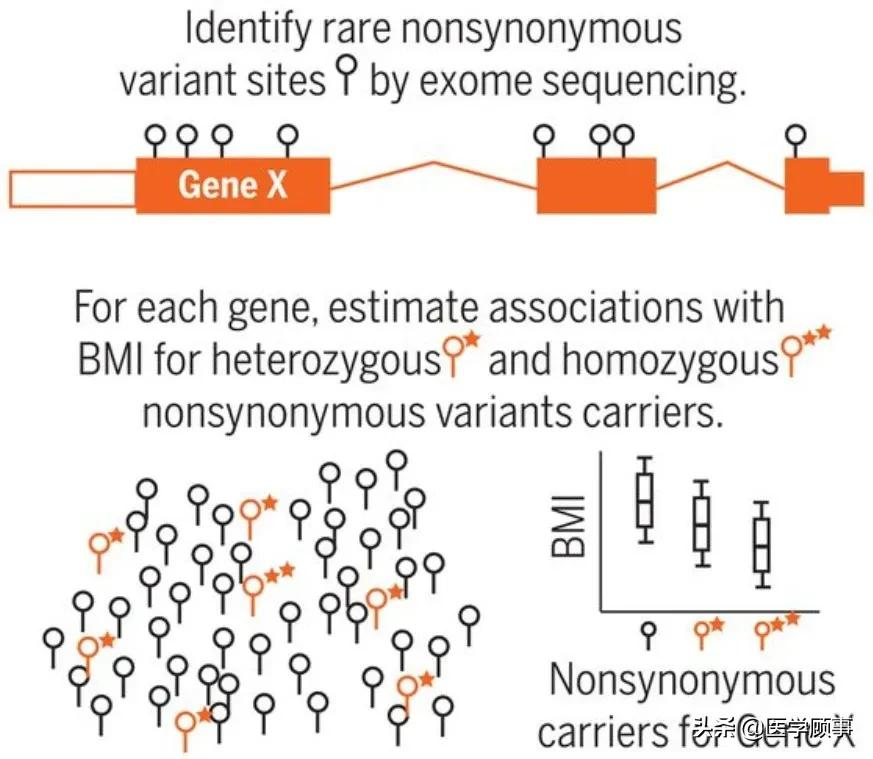 Found a rare genetic mutation that can make people not fat - iMedia