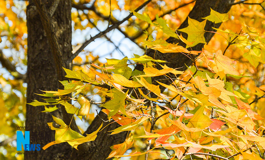 Part of the colorful-leaf tree species in Beijing Botanical Garden ...