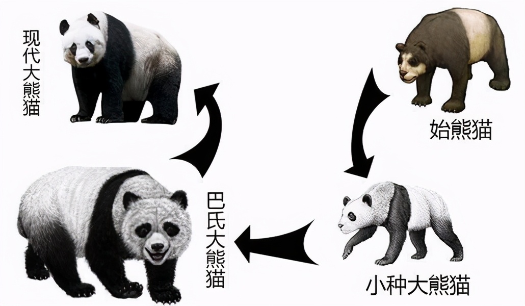 The mating and reproduction of giant pandas increases the strange ...
