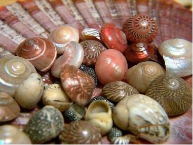 Shell currency: the earliest currency of ancient people - iNEWS