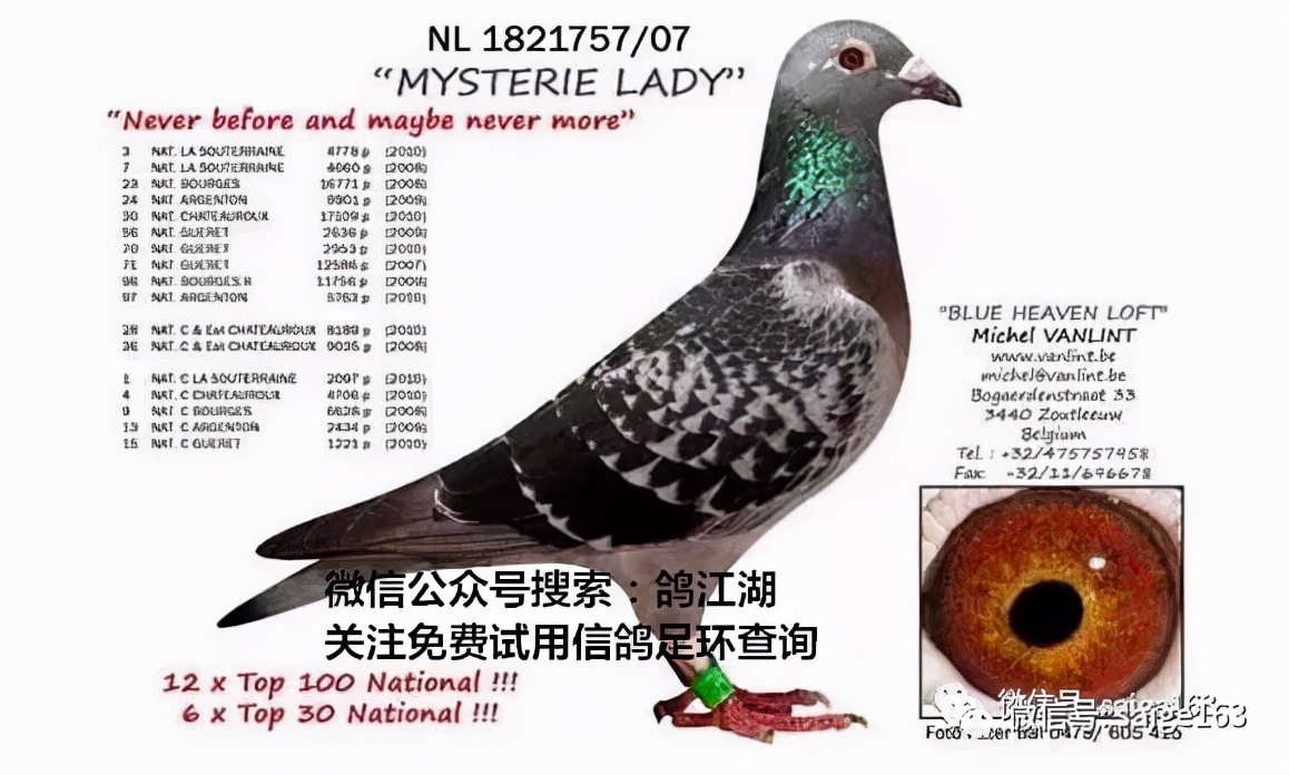 World fast pigeon breed-Leo Hereman - iNEWS