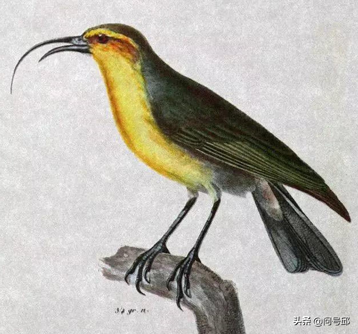 Scientists officially listed 23 species as extinct, including the ...