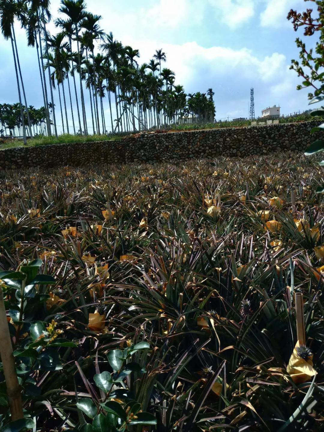 Taiwan Travel Notes No. 32: Yuanlin Tengshan Trail - iNEWS