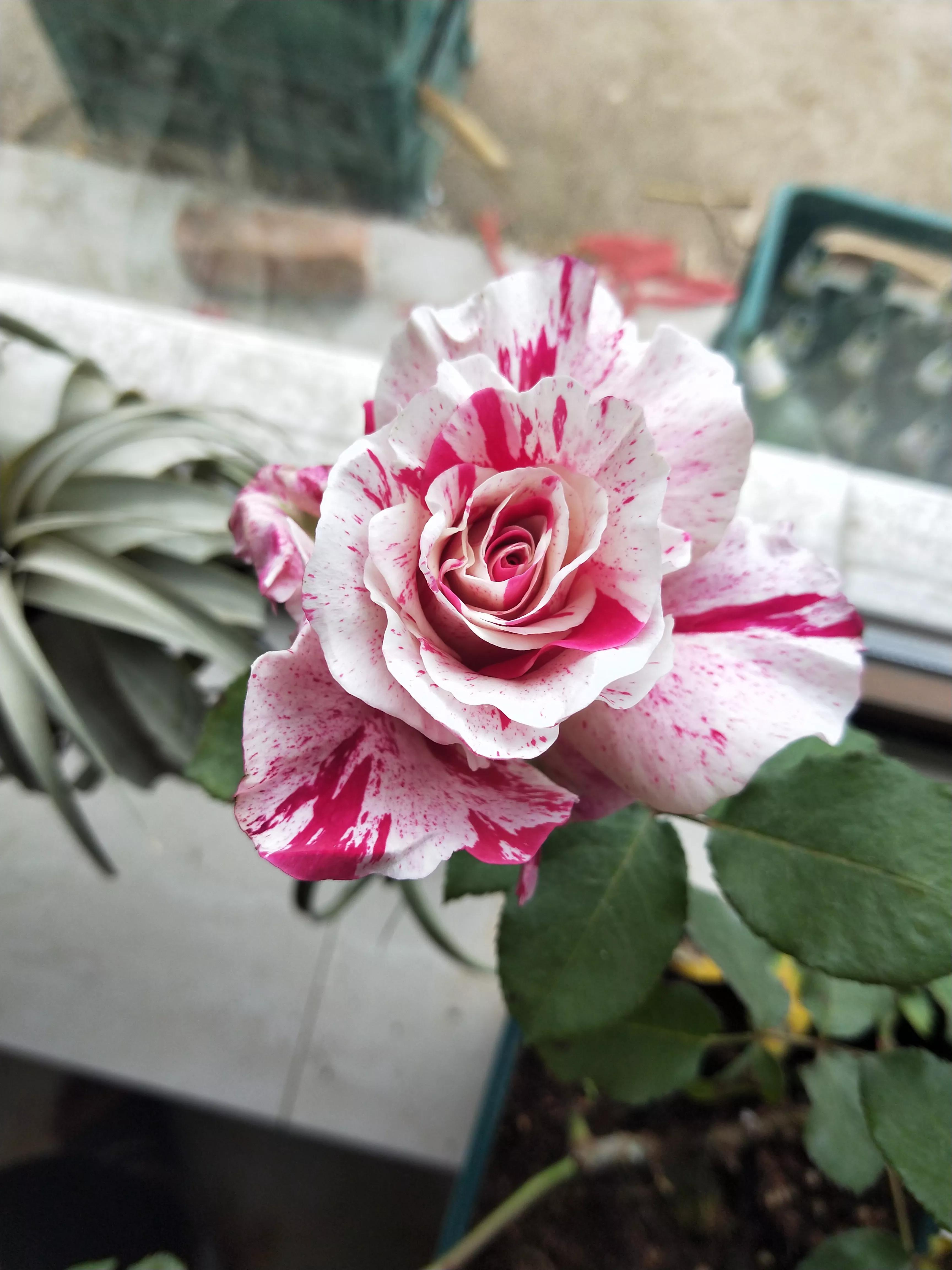Crazy two-color rose - iNEWS