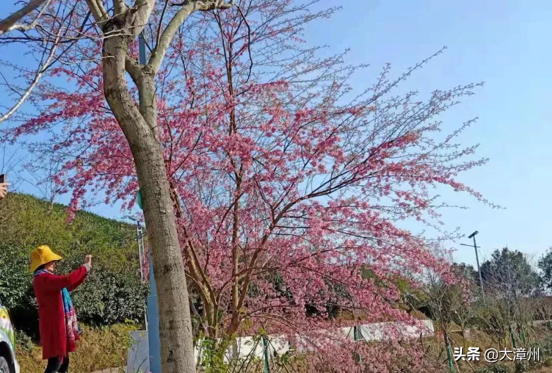 Where to go during the Spring Festival? Please check this Zhangzhou ...