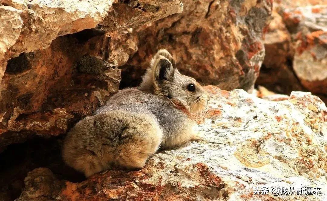 The wild animals in Xinjiang are too cute, right? - iNEWS