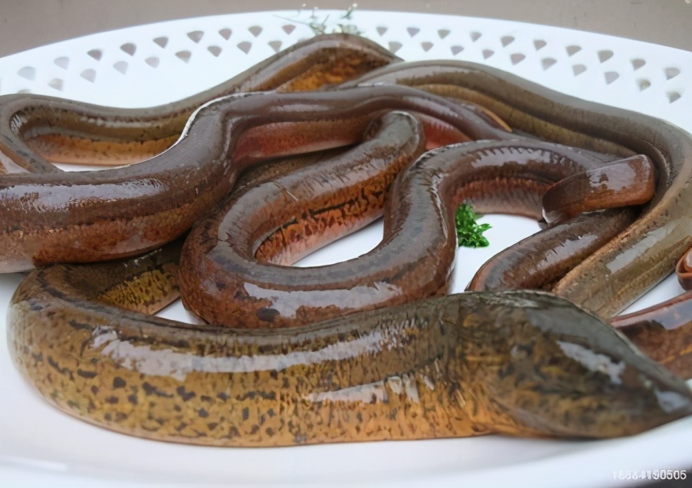 If you want to eat stir-fried eel, come to Sichuan. It is super ...