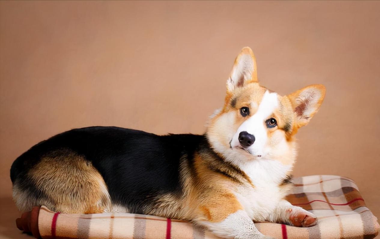 Corgis are pure and impure, you can see from these 5 places, you can ...