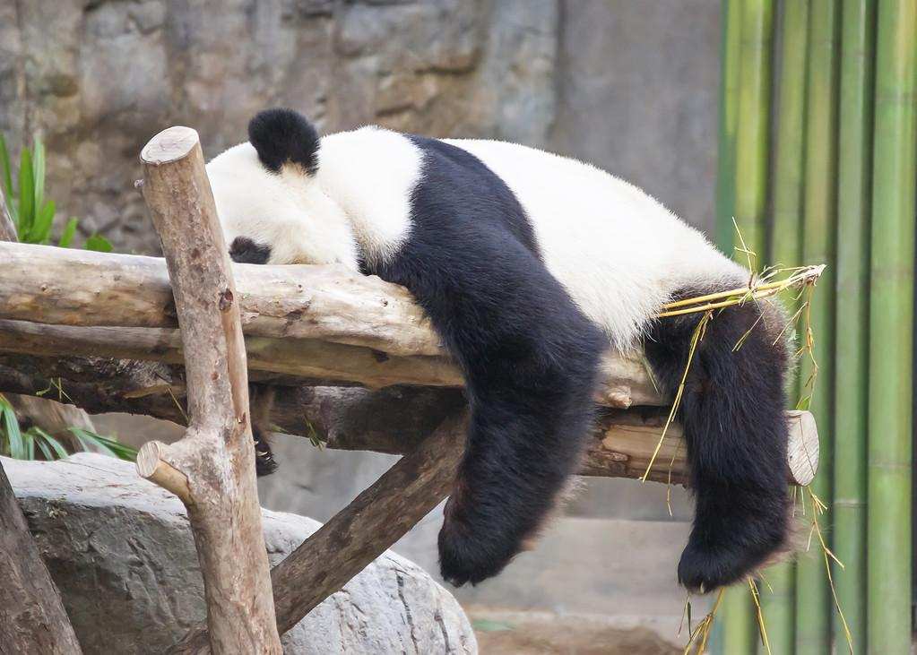 Giant panda is Chi You's mount? No wonder Chi You lost so badly - iNEWS