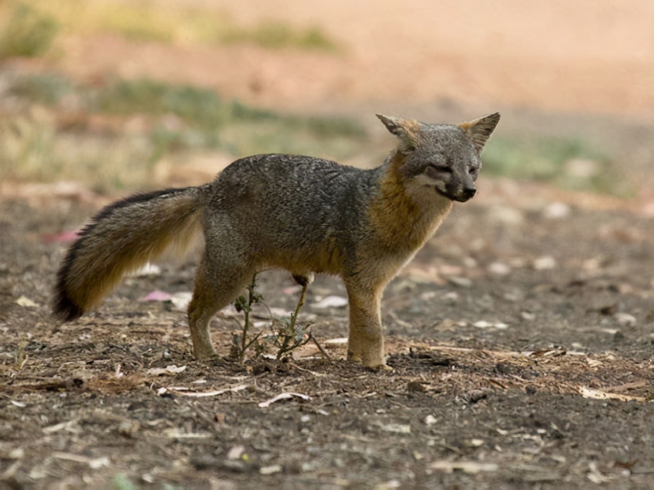 Animals with "special" abilities in nature - iMedia