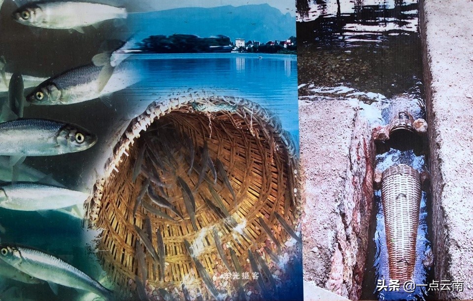 The past and present of Yunnan Kanglang fish: 40 years ago, "bringing ...