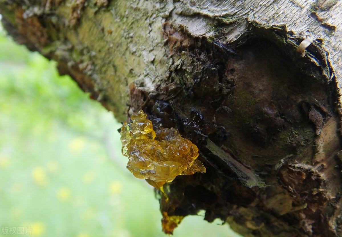 I will never eat peach gum for beauty - iNEWS