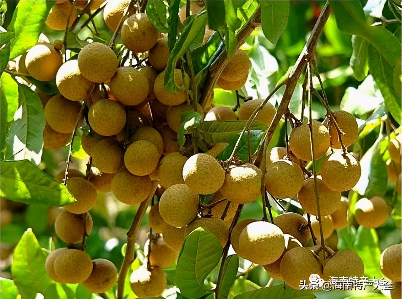 Introduction to Hainan Tropical Fruits (Part 1) - iNEWS