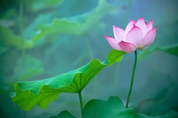 The lotus in the sun is differently red, so you may try these methods ...