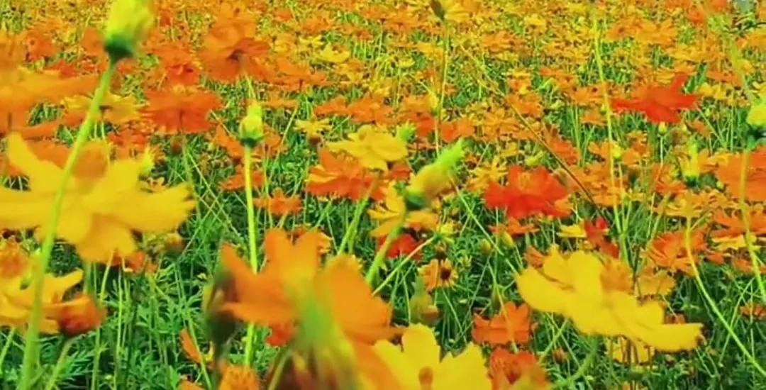 Hangzhou Jingshan Sea of Flowers-Flowers in full bloom in autumn - iNEWS