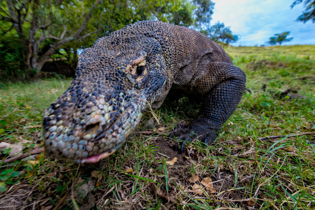 The national treasure round-nosed monitor lizard "Five-Clawed Golden ...