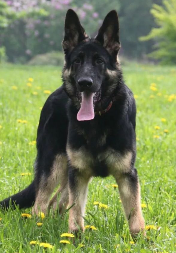 Russian famous dog: Eastern European Shepherd - iNEWS