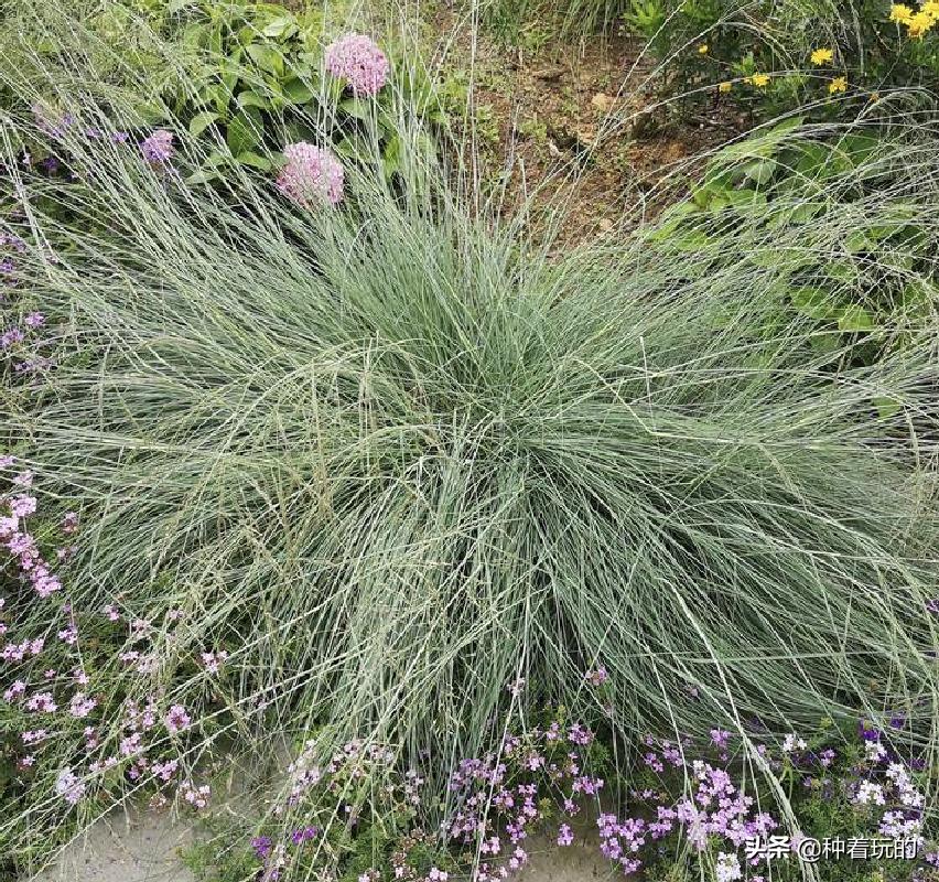 The weeds are also beautiful, different clumps and beautiful, the ...