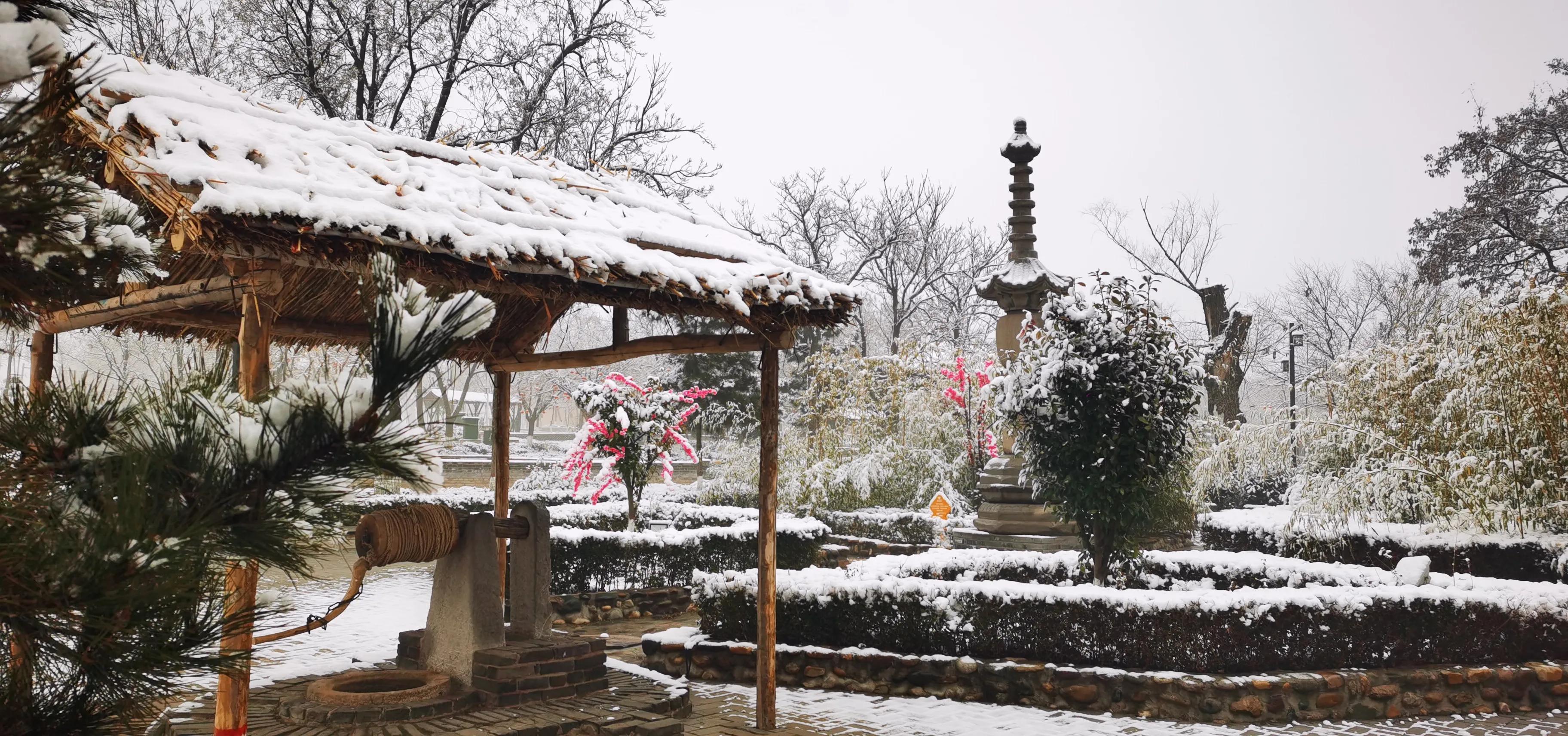 "Big Beauty" in the Snow in Shanzhou Dikeng Yard - iNEWS