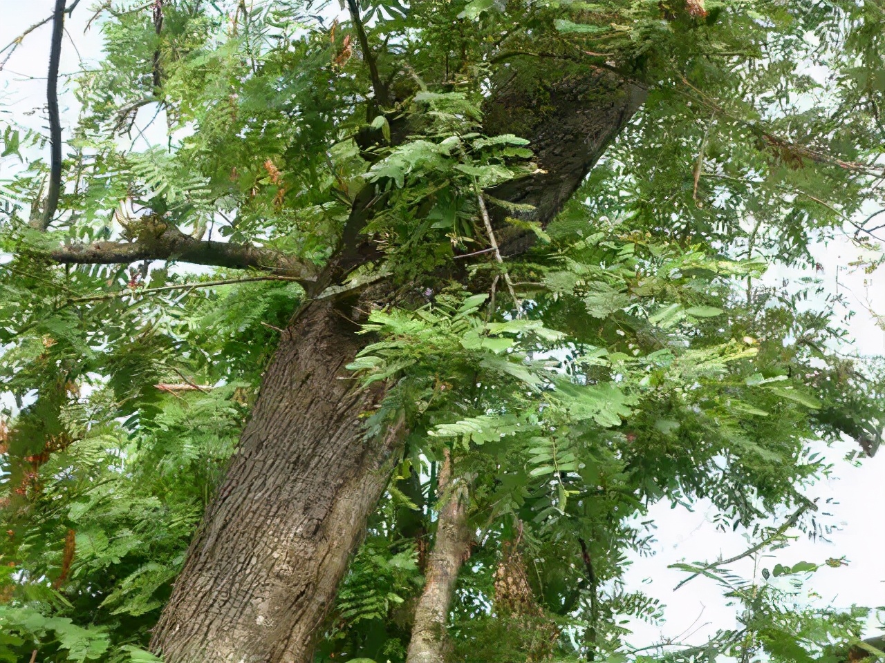 Redwood is hard currency, talk about the collection market of Siamese ...