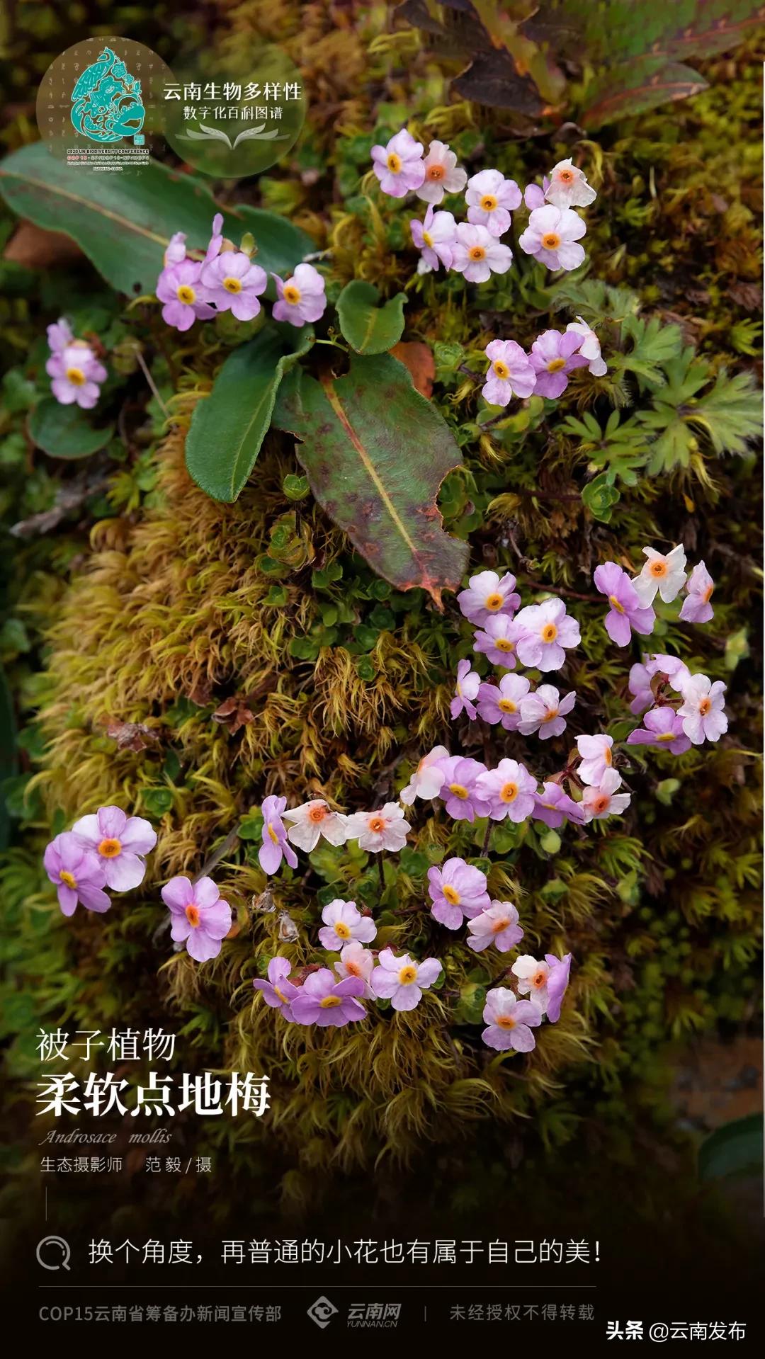 [Yunnan Biodiversity Digital Encyclopedia Atlas] Soften Dimei: From ...